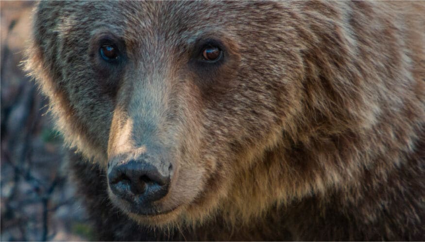 North American Bison 2025 Summit | Loveland, CO - Yellowstone to Yukon ...