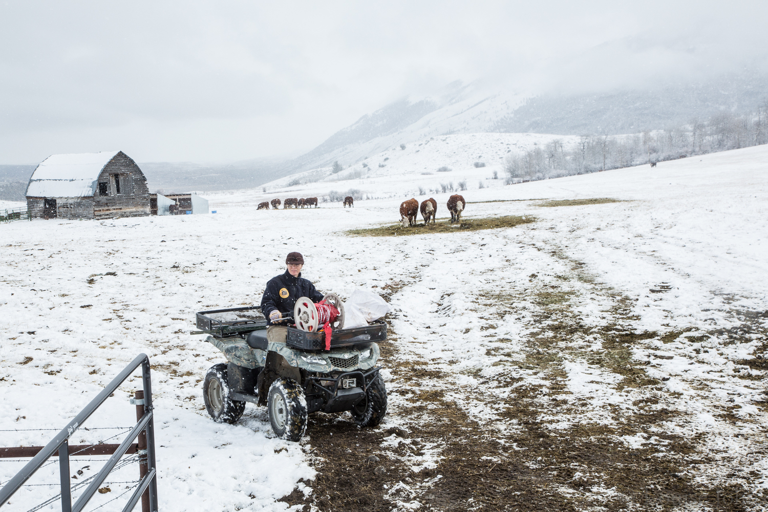 Coexisting with wildlife in Montana's Tom Miner Basin - Yellowstone to ...