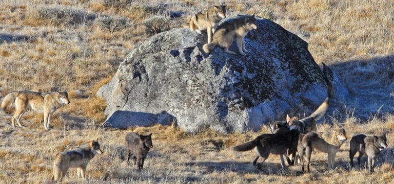 What impact do wolves have on Yellowstone National Park? - Yellowstone ...
