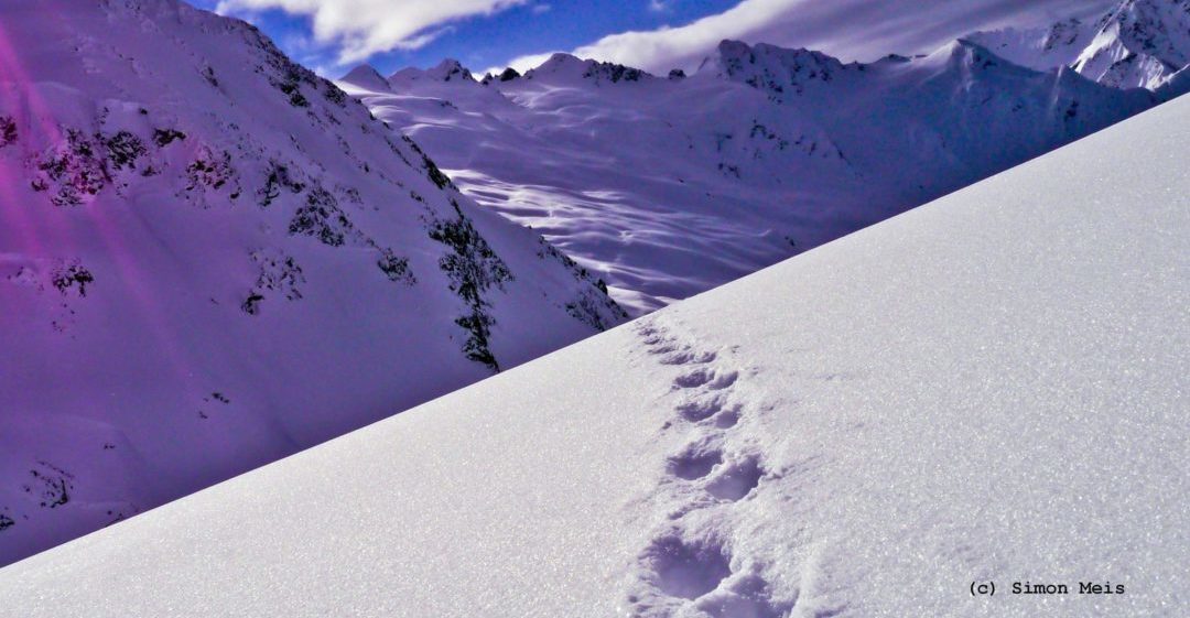 Wild for wolverines - Yellowstone to Yukon Conservation Initiative
