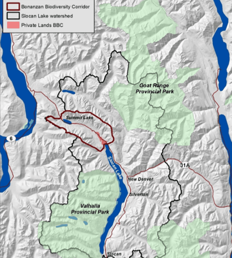 Bringing wilderness back in Slocan Valley’s Snk’mip Marsh Sanctuary ...