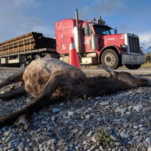 Wildlife corridors are an essential part of the Bow Valley ...