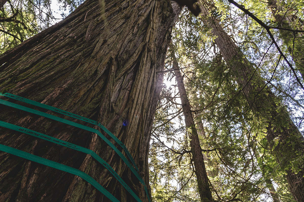 Get on the ground for old growth - Yellowstone to Yukon Conservation ...