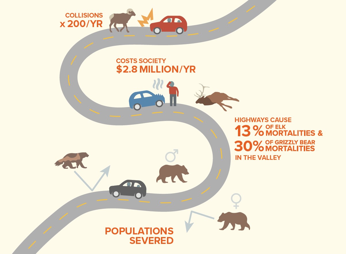 Roads and wildlife: A deadly mix in B.C.'s Elk Valley - Yellowstone to ...