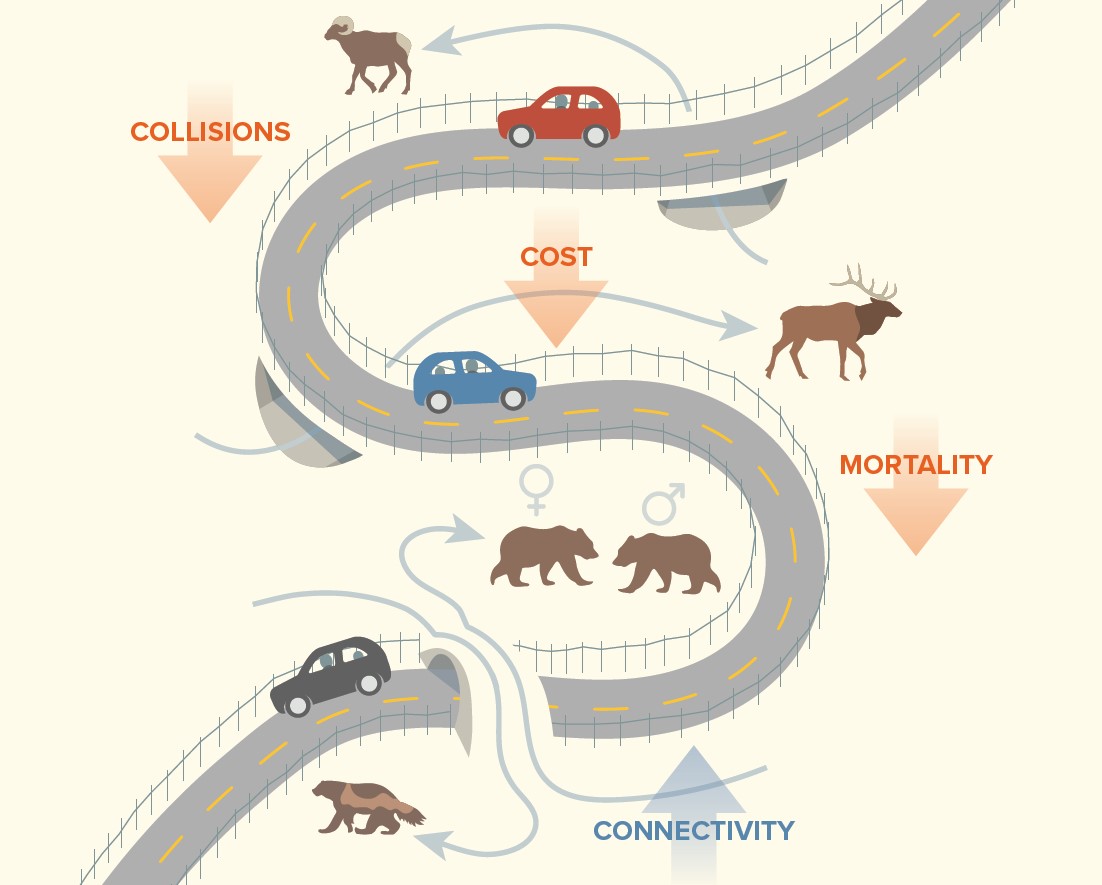 Roads and wildlife: A deadly mix in B.C.'s Elk Valley - Yellowstone to ...