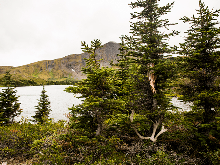 Marking milestones in mountain caribou recovery - Yellowstone to Yukon ...