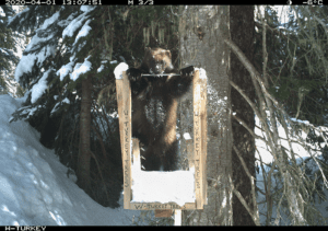 Wily and wondrous: Wolverines in the Canadian Rockies show us what they ...