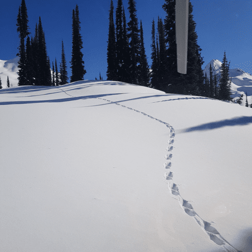 Learning from the wintry ways of the wild - Yellowstone to Yukon ...