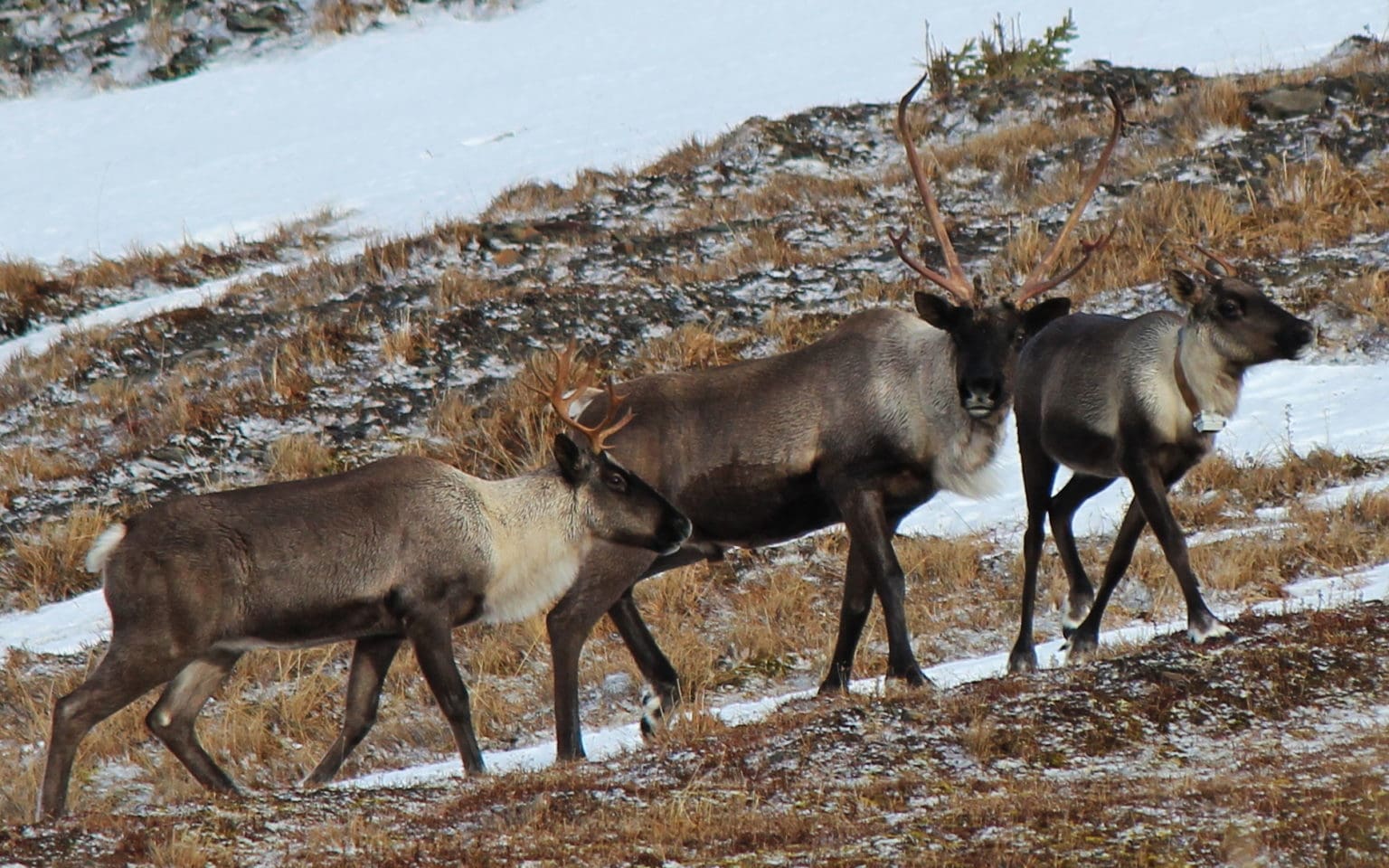 Proposed Sukunka coal mine puts caribou and habitat at high risk ...