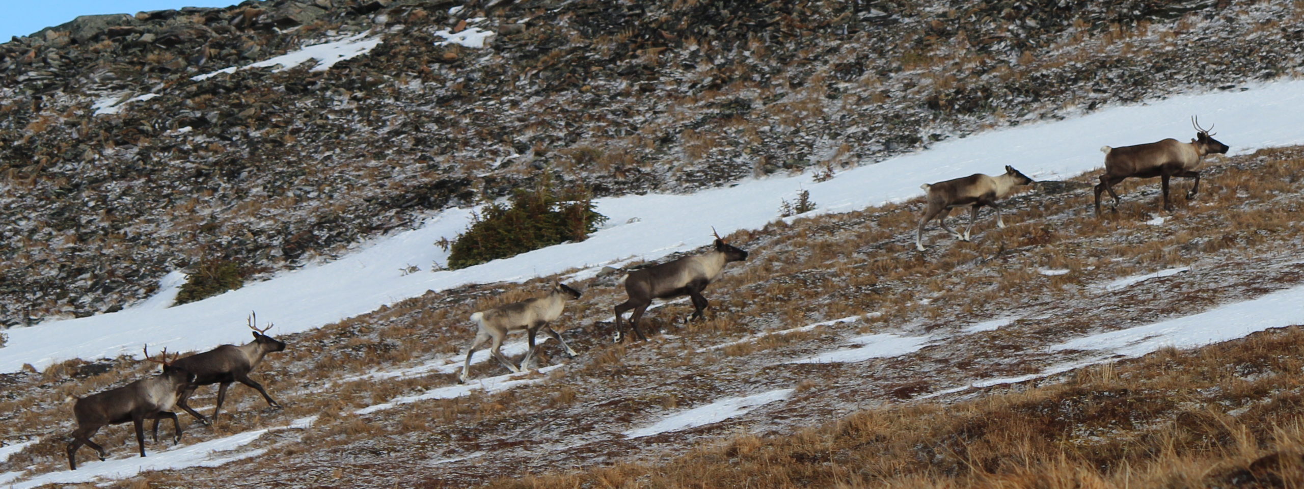 Proposed Sukunka coal mine puts caribou and habitat at high risk ...