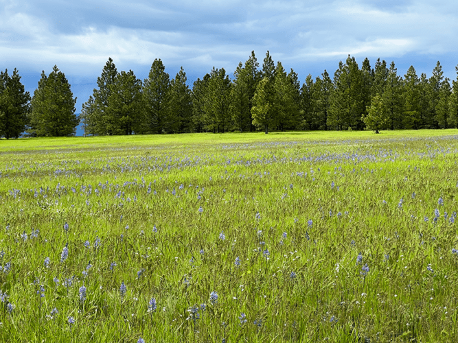 Healing the human-nature relationship - Yellowstone to Yukon ...