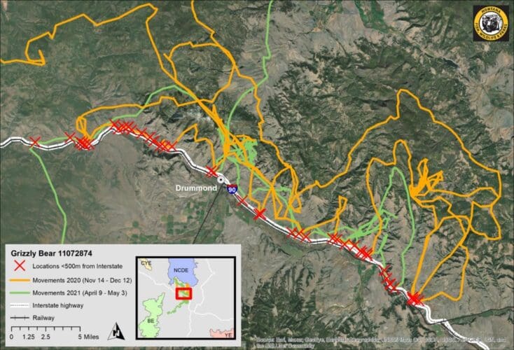 Grizzly bears making a comeback in the Bitterroot - Yellowstone to ...