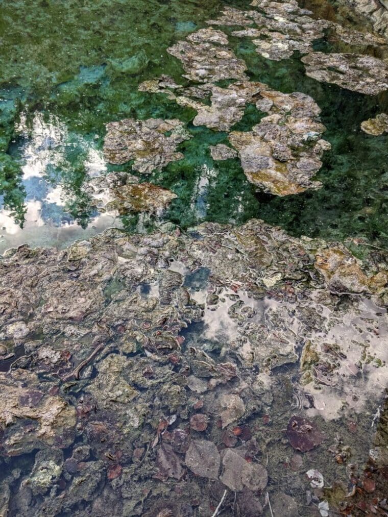 Exploring queer ecology on Alberta's Eastern Slopes - Yellowstone to ...