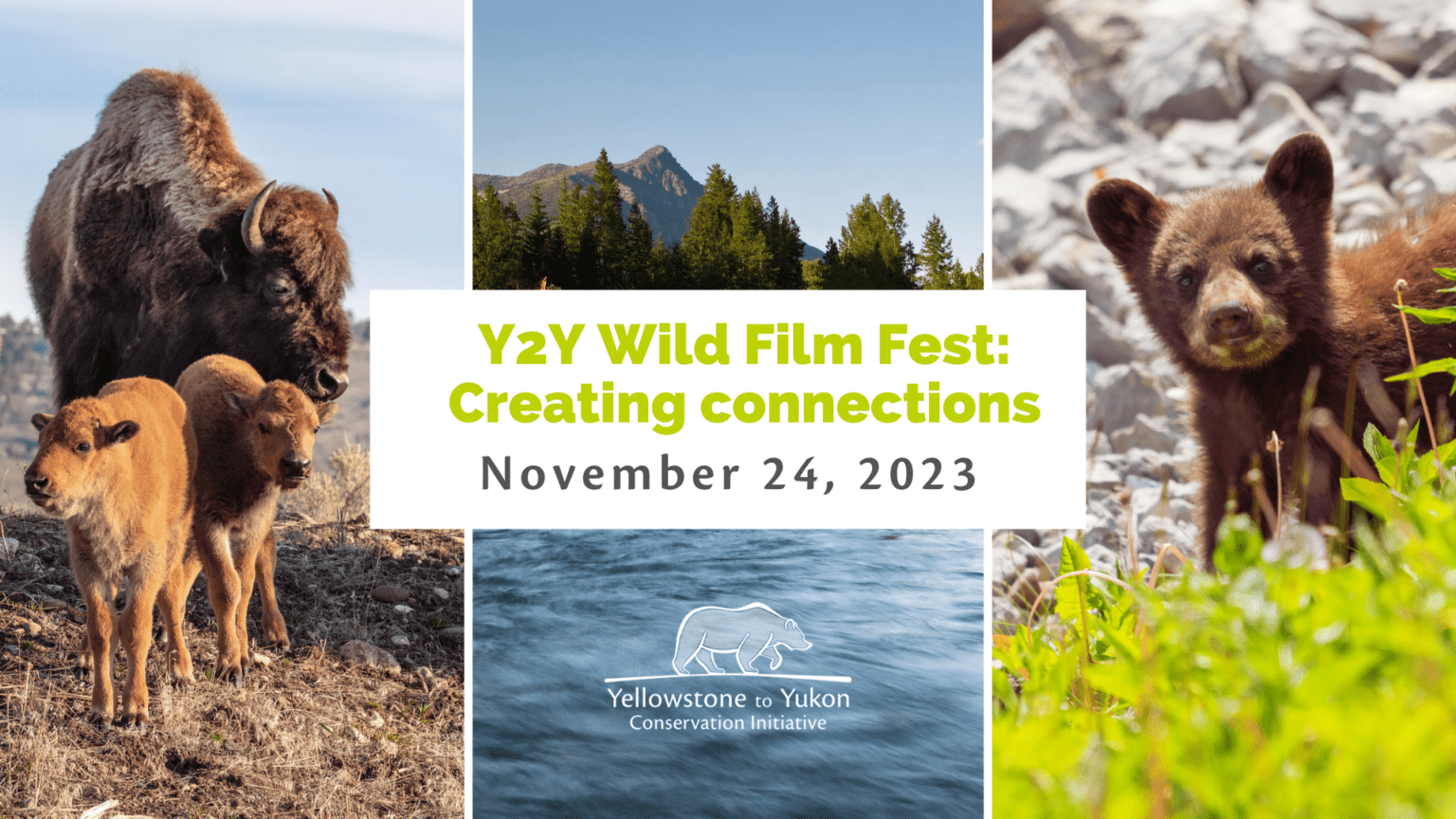 Y2Y Wild Film Fest: Creating connections - Yellowstone to Yukon ...