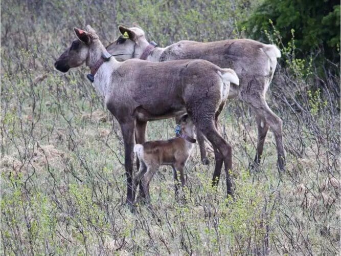 Marking a decade of Indigenous-led caribou recovery in British Columbia ...