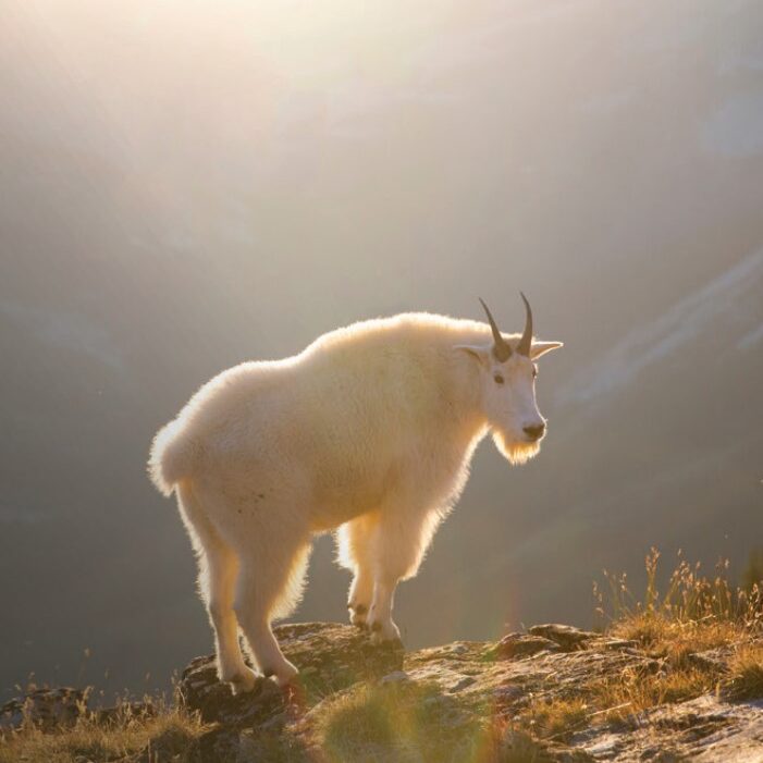 Resources - Yellowstone to Yukon Conservation Initiative