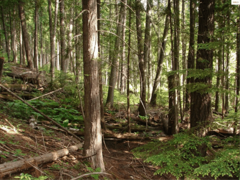 A crucial wildlife corridor is secured in Idaho’s Kootenai Valley ...