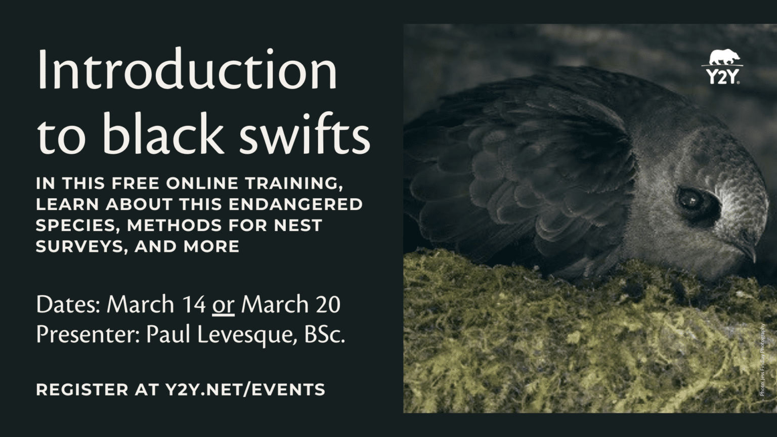 Introduction to black swifts | Free online training - Yellowstone to ...