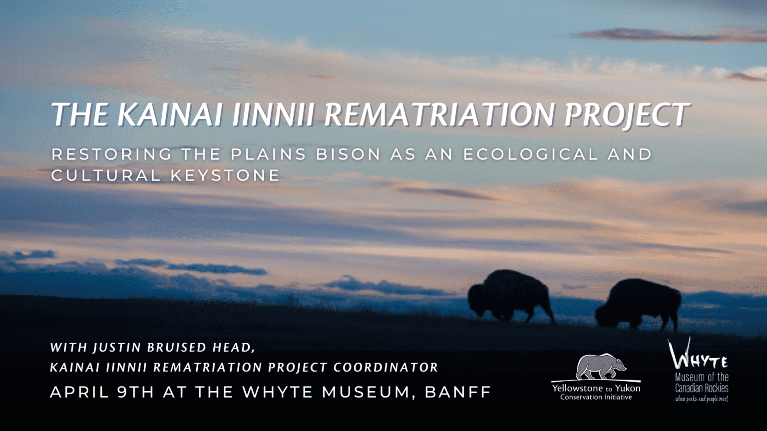 Y2Y + Whyte Museum speaker series: The Kainai Iinnii Rematriation ...