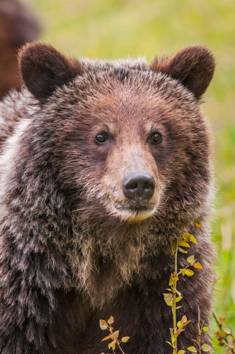 Responsible recreation in wildlife habitats - Yellowstone to Yukon ...