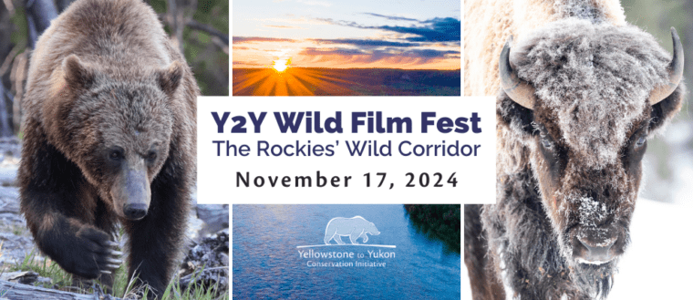 Y2Y Wild Film Fest: The Rockies' Wild Corridor - Yellowstone to Yukon ...